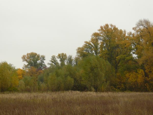 forest side view texture 0007 - Texturelib